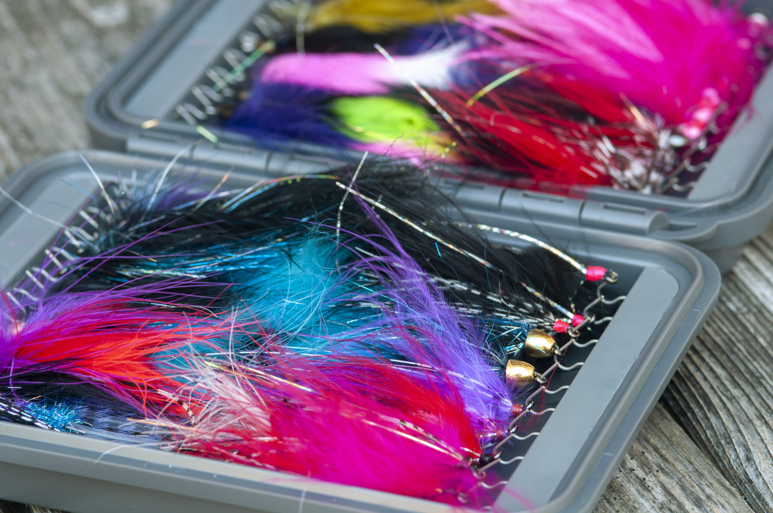 Let's Go with Plan D - Luke Probasco