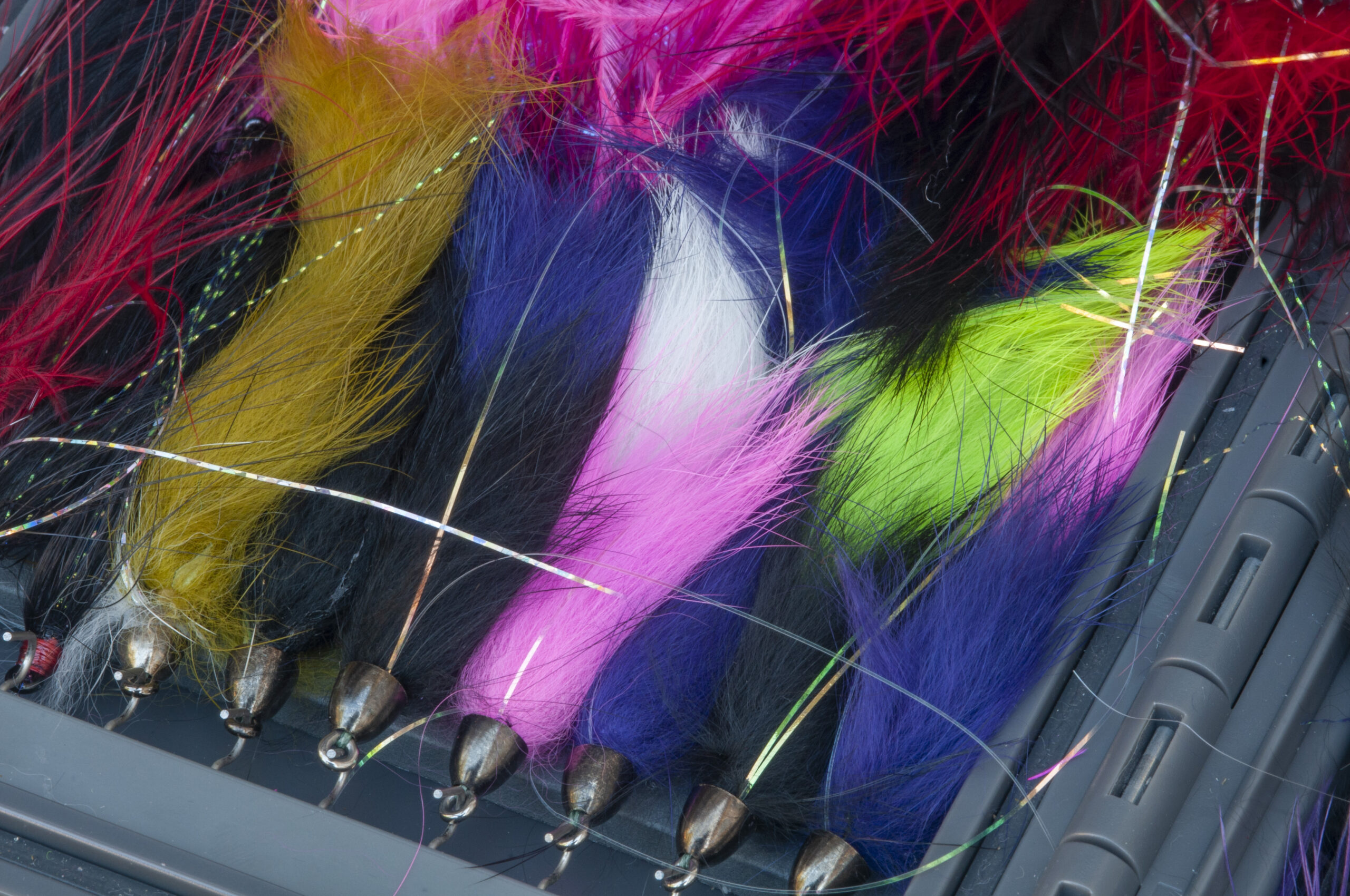 Let's Go with Plan D - Luke Probasco