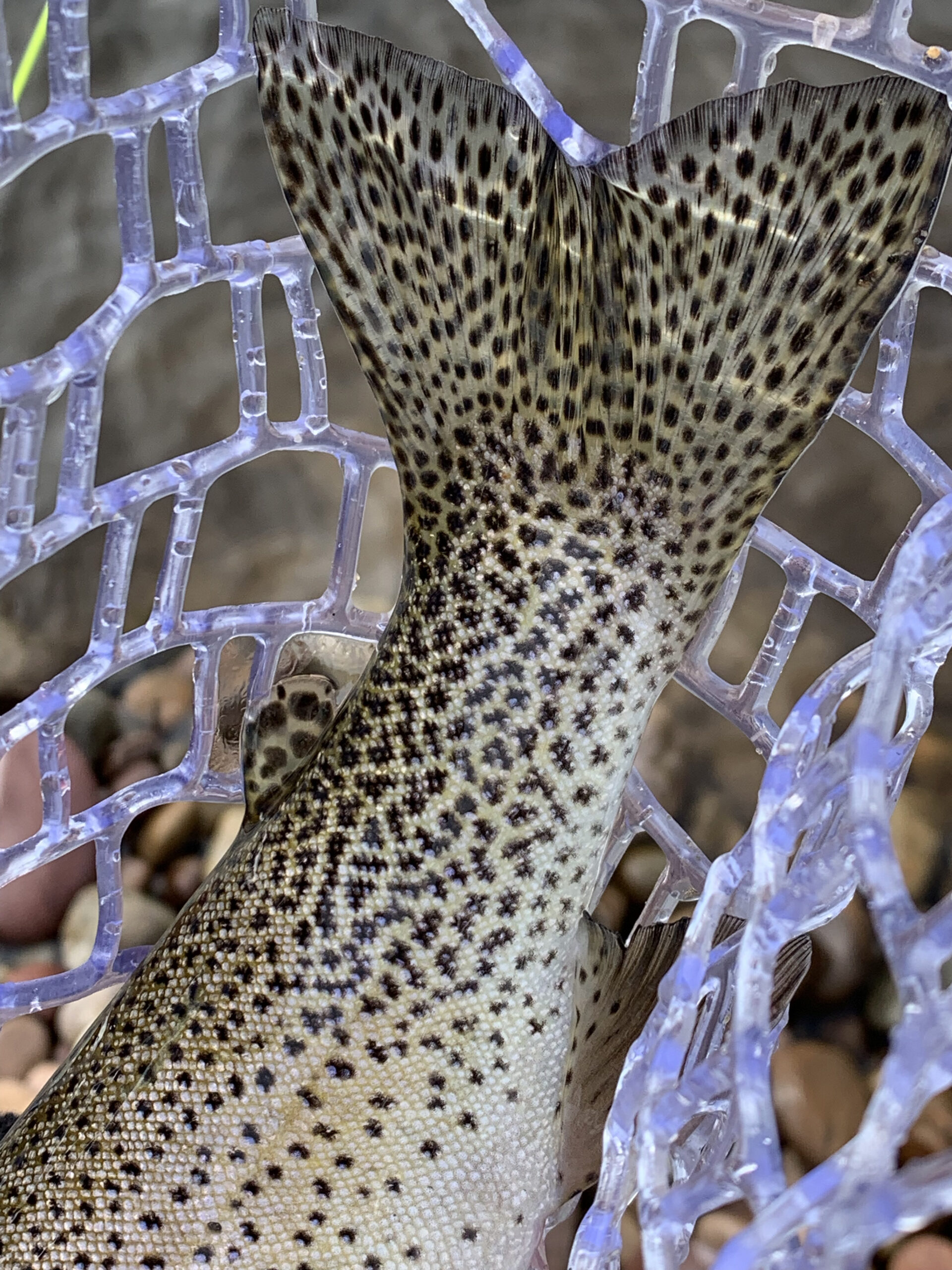 Fly Fishing Writer & Photographer - Luke Probasco